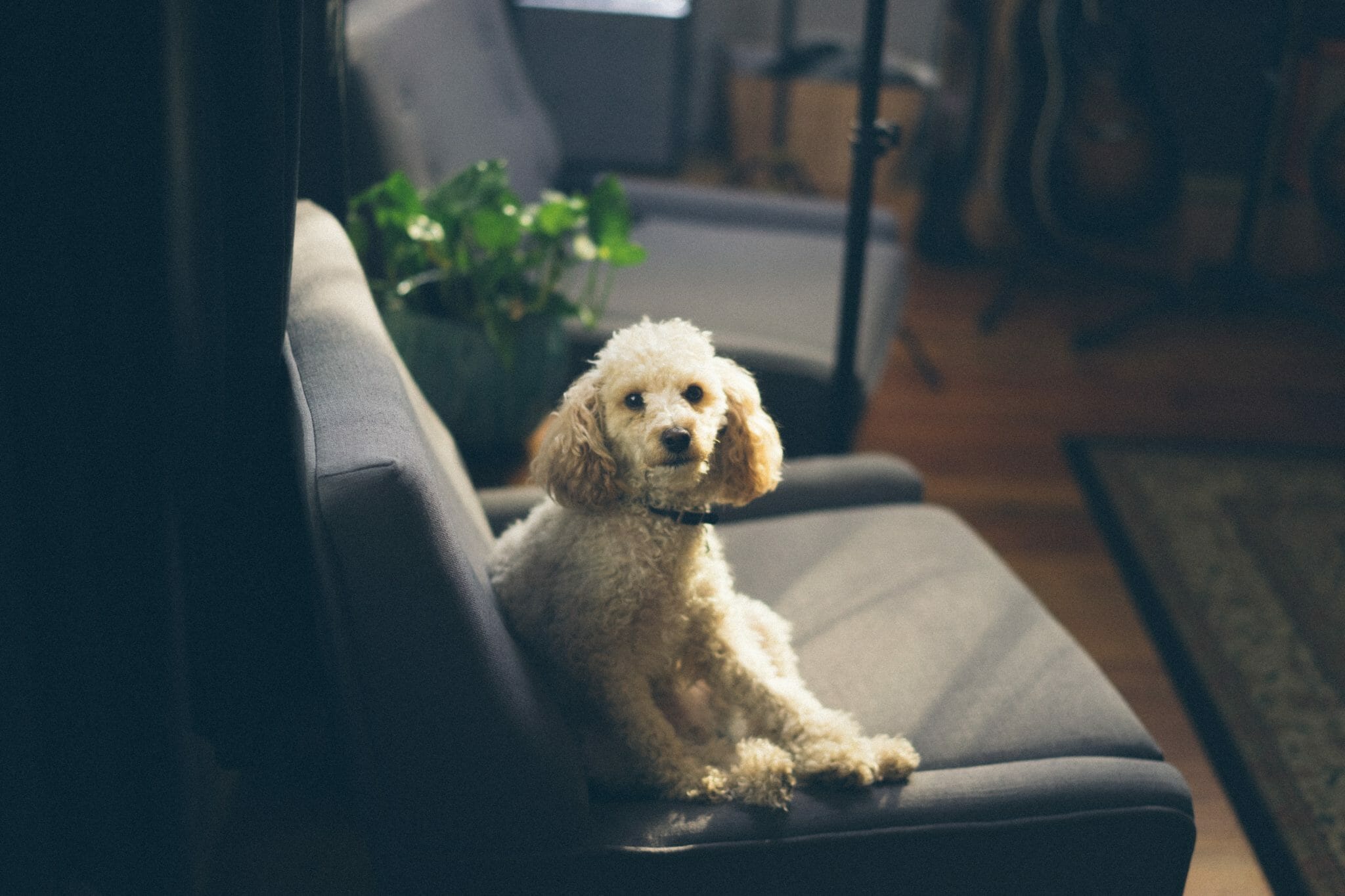 Common Condo Homeowners Association Pet Rules common-condo-homeowners-association-pet-rules